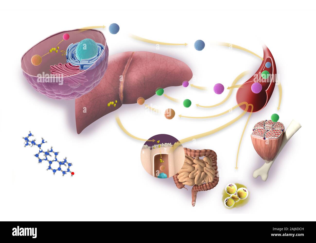 cholesterol infography pathway digital illustration Stock Photo - Alamy