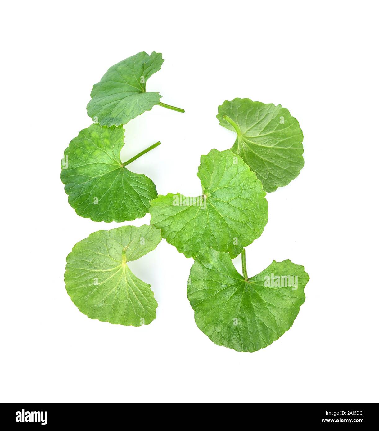 Centella asiatica on white background Stock Photo - Alamy