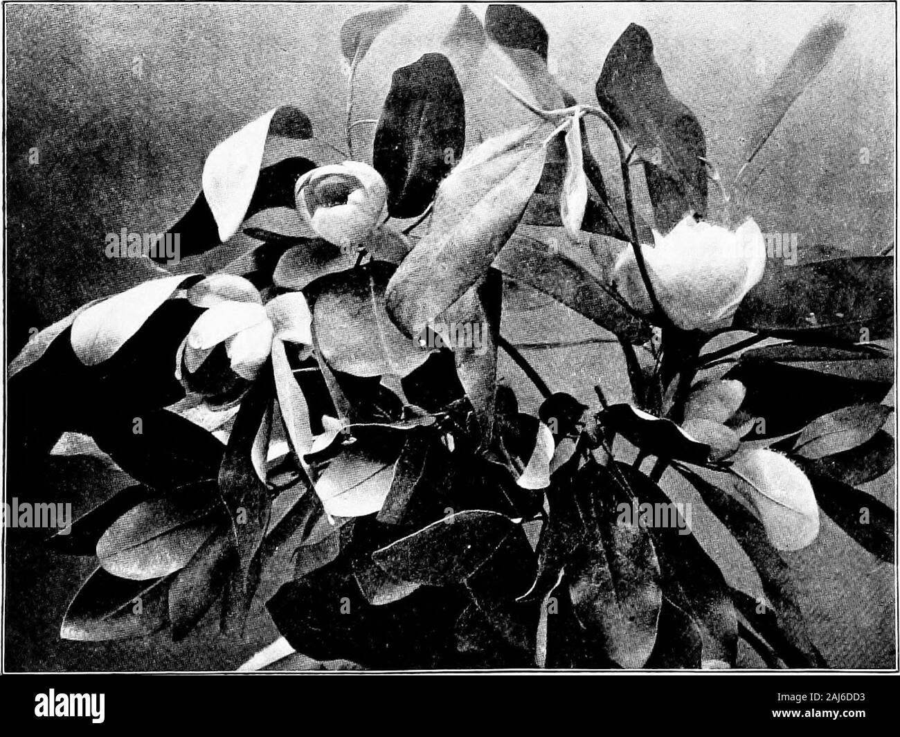 Magnolia vines Black and White Stock Photos & Images - Alamy