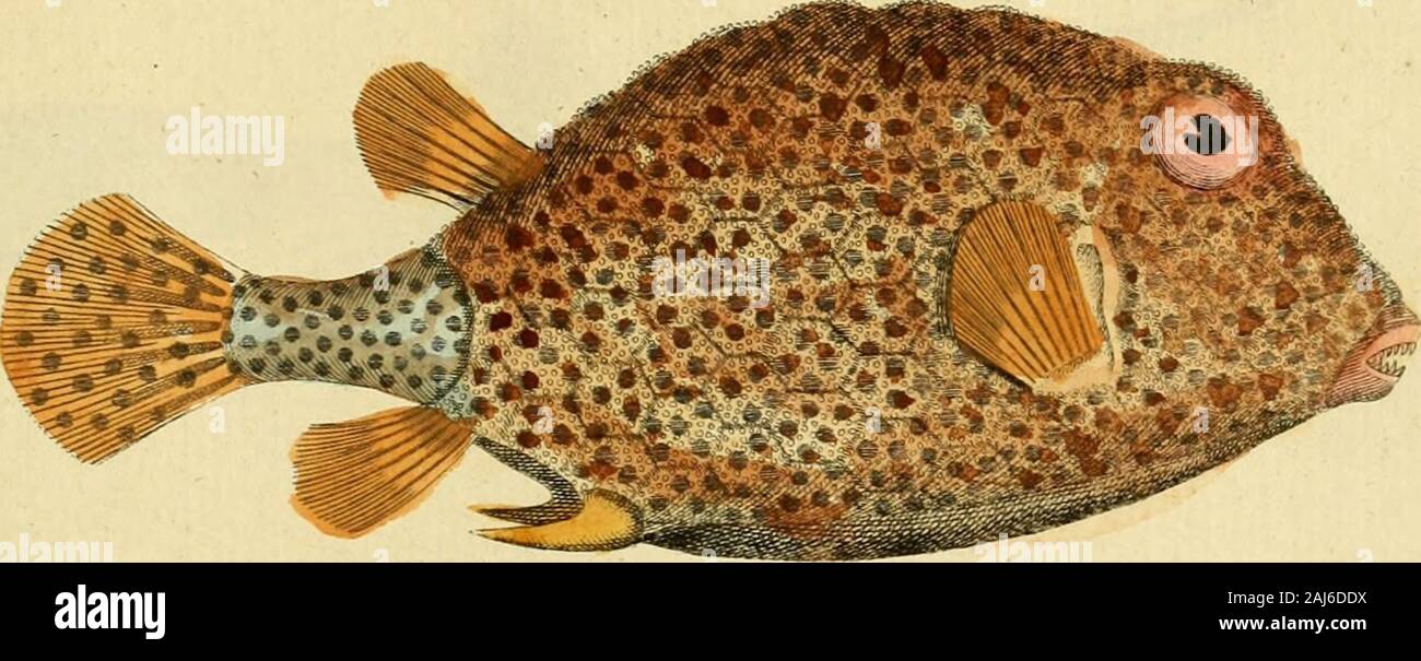 Ichthyologie; ou, Histoire naturelle des poissons En six parties avec ...