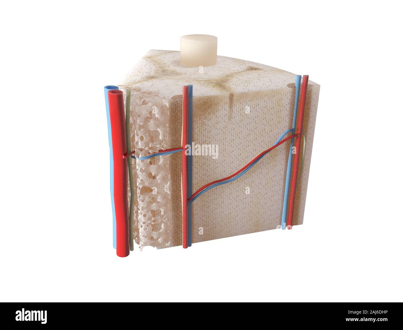 Digital illustration bone structure Stock Photo - Alamy