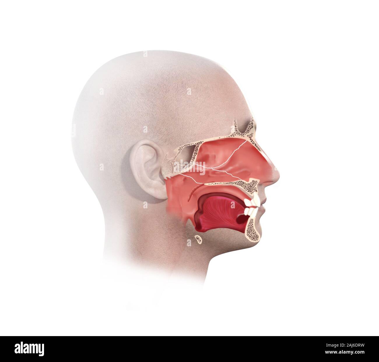 Face, head, anatomy digital illustration Stock Photo - Alamy