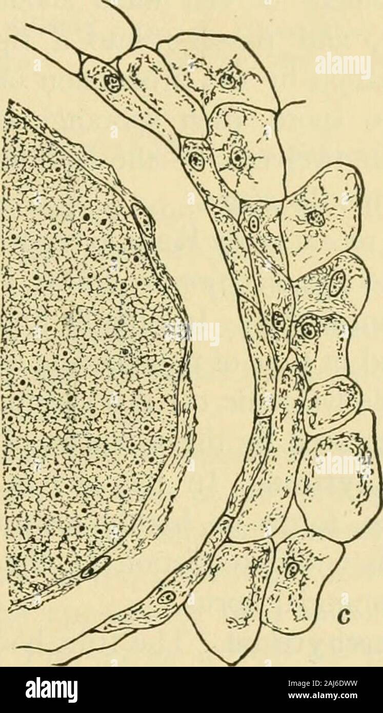 Fungous diseases of plants . Fig. 41. Synchytrium on Pueraria, Stages ...
