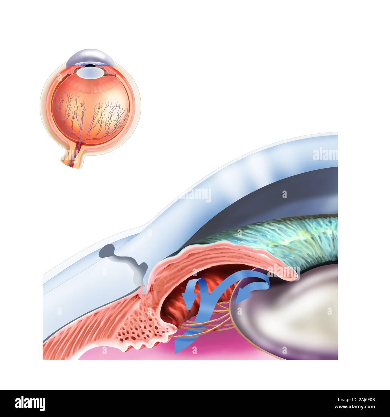 Structure eyeball vector illustration Cut Out Stock Images & Pictures ...