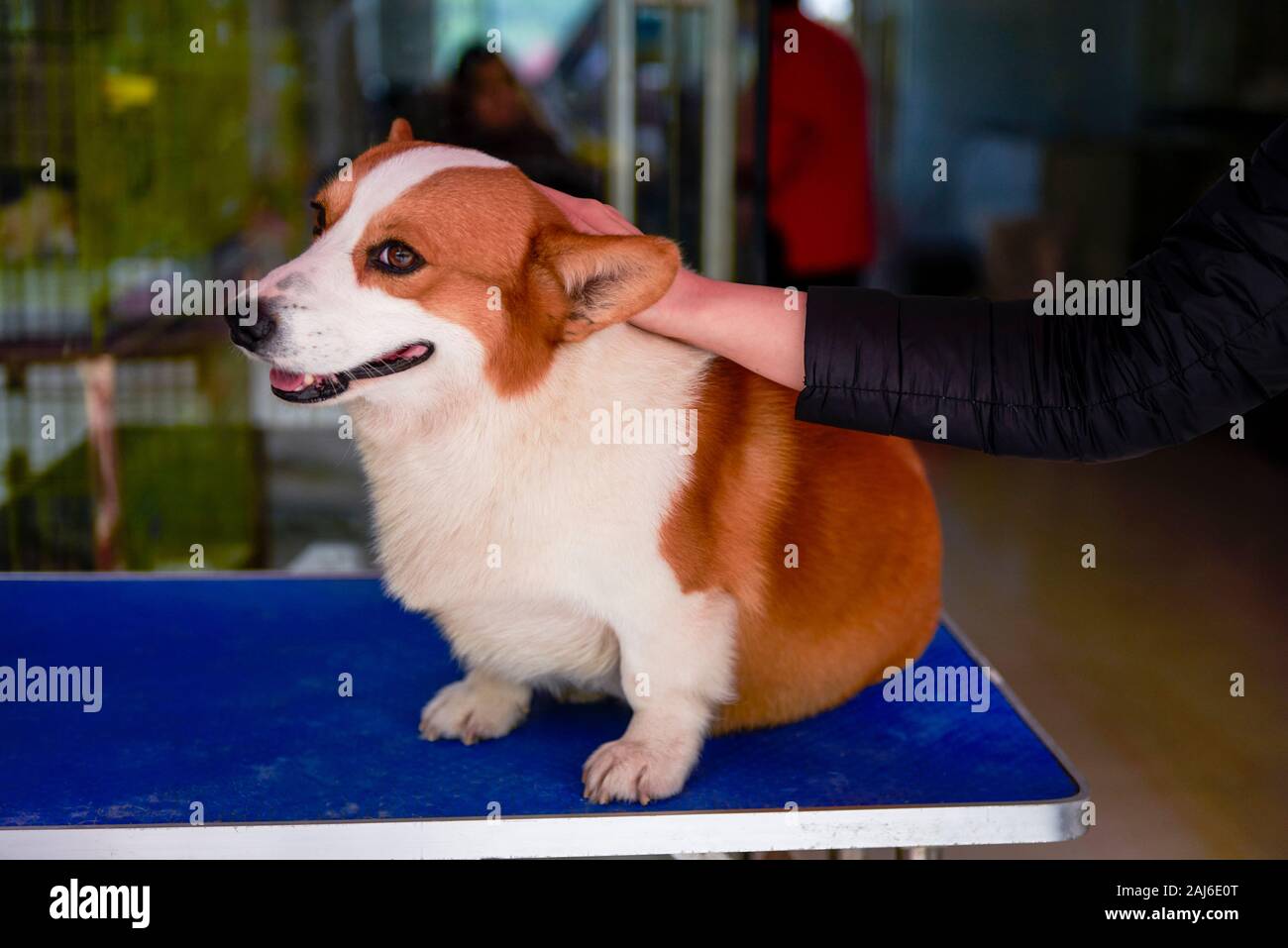 Welsh corgi pembroke image hi-res stock photography and images - Alamy
