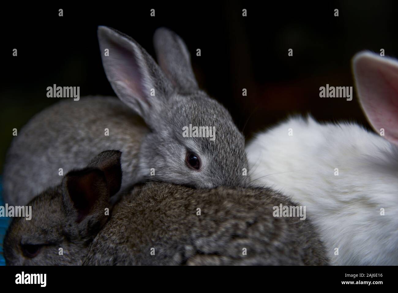Rabbit close up staring at camera hi-res stock photography and images ...