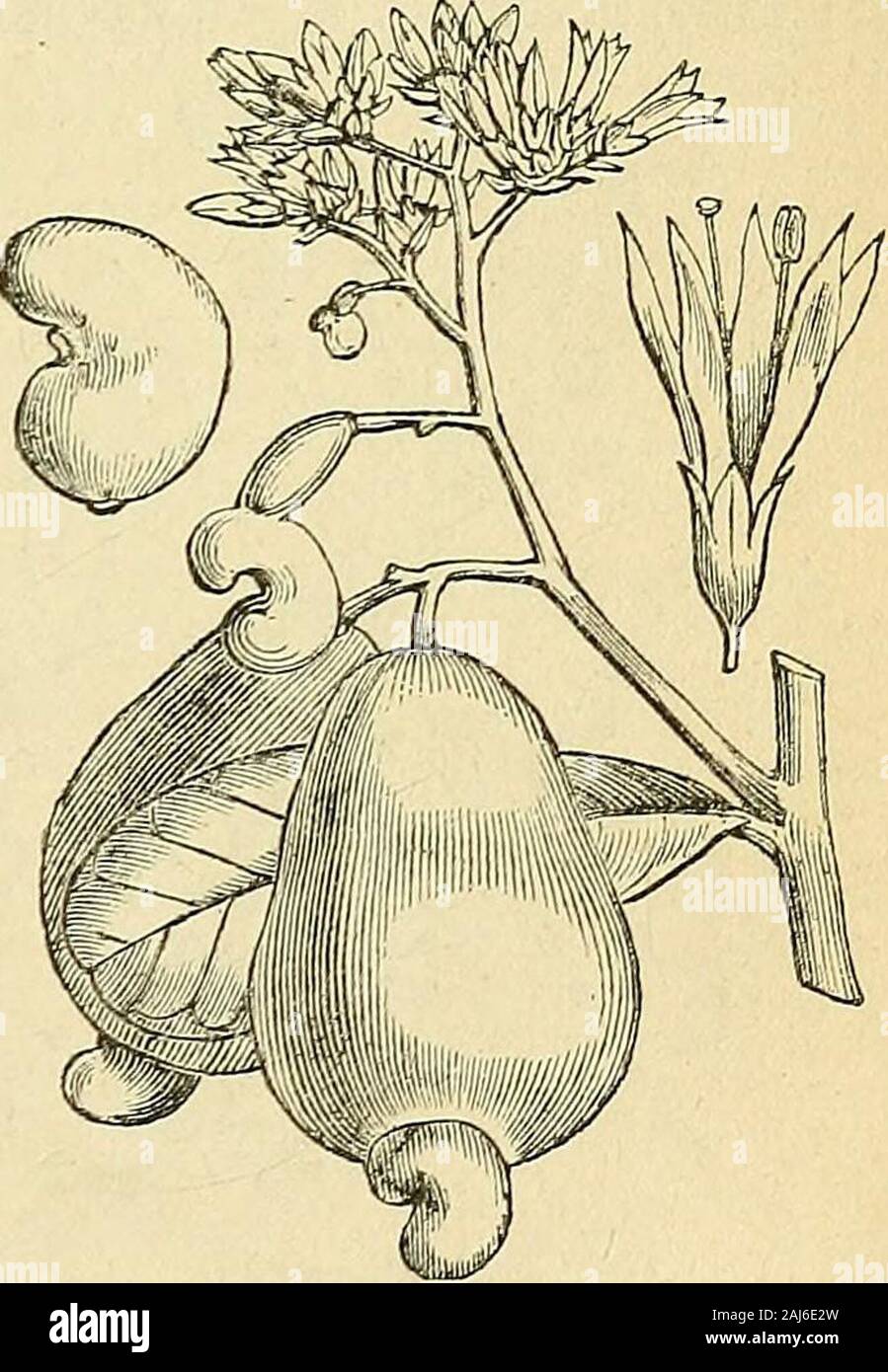 Mastich hi-res stock photography and images - Alamy