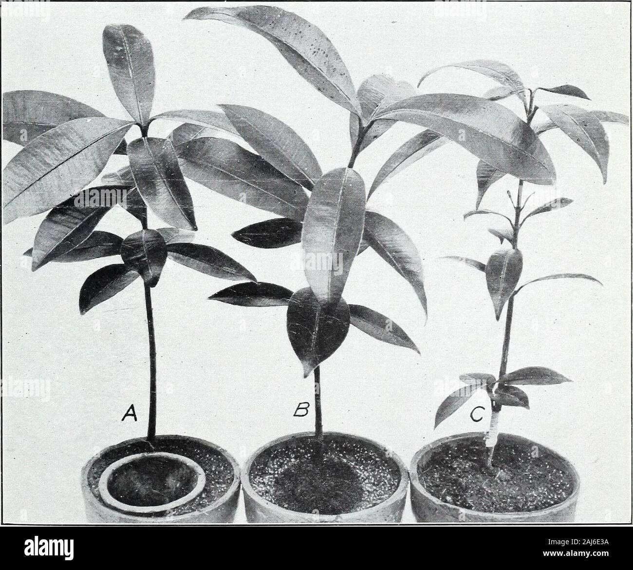 Inarching hi-res stock photography and images - Alamy