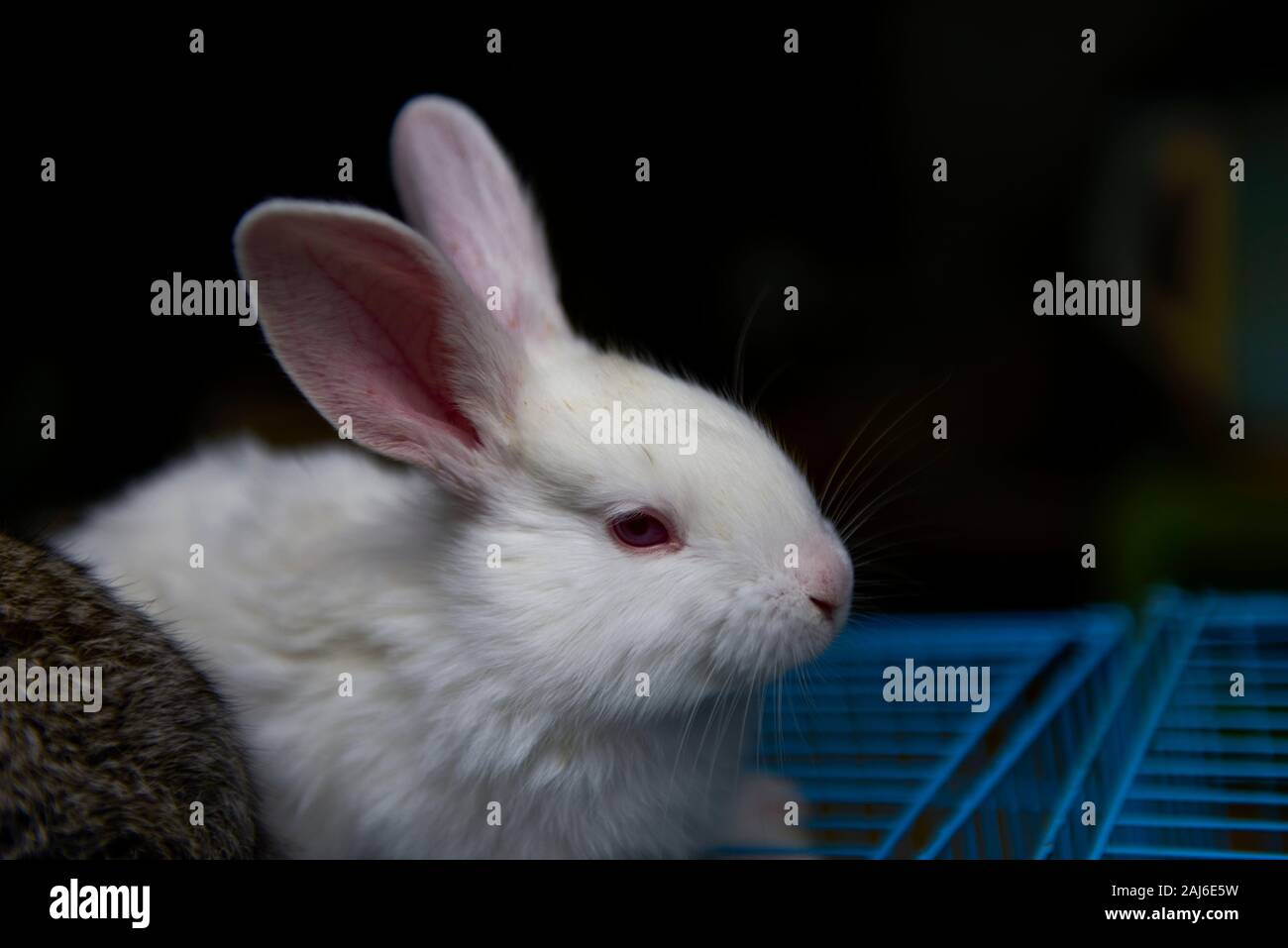 A cute white domestic rabbit Stock Photo - Alamy