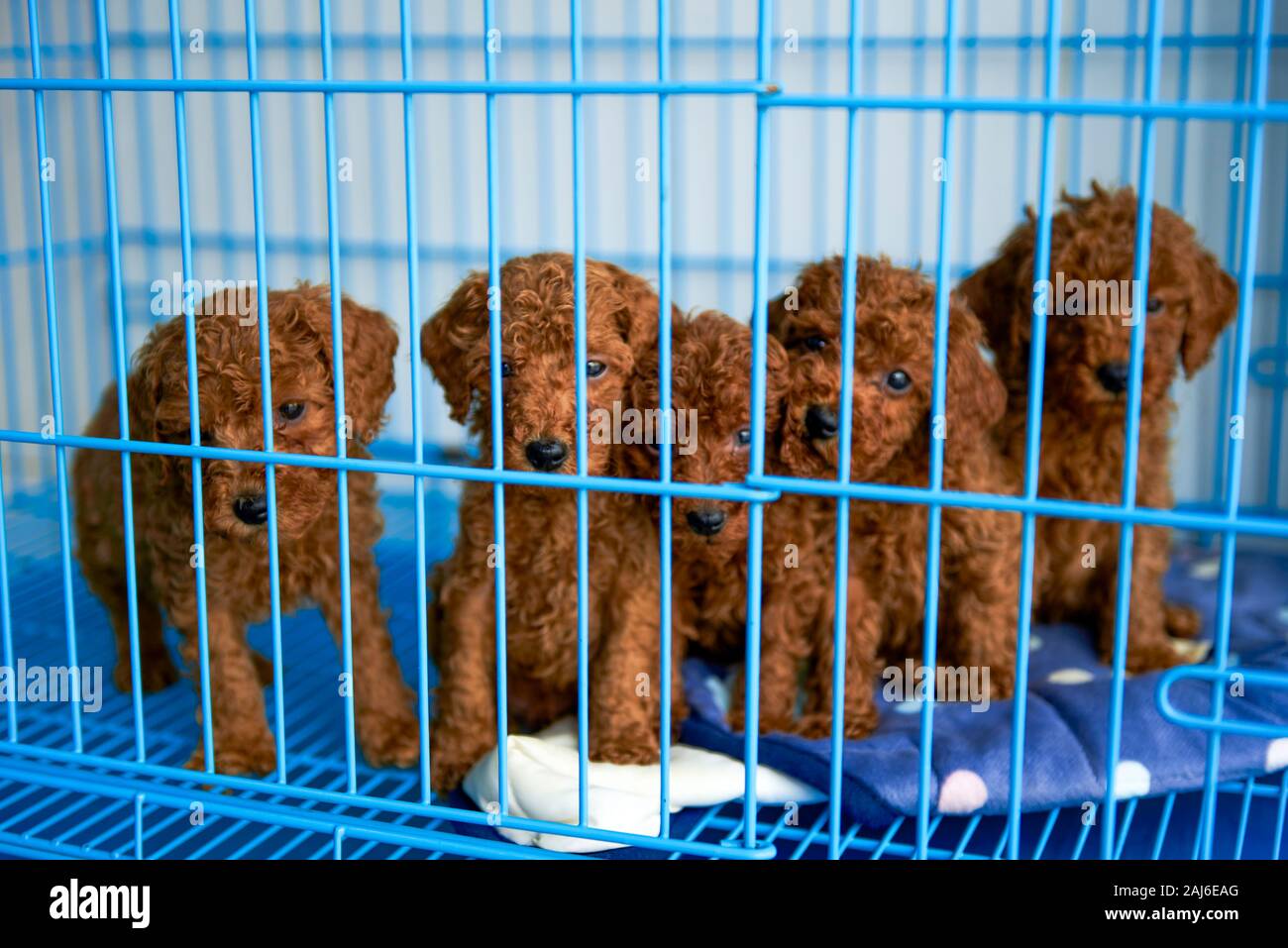 Teddy and cage hi-res stock photography and images - Alamy