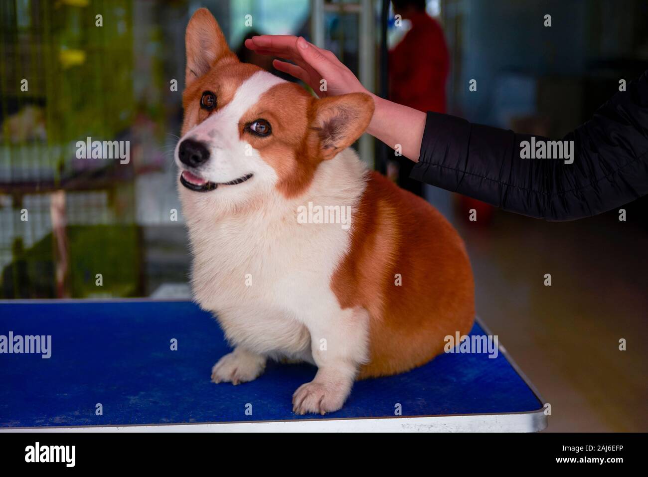 A cute fat corgi dog Stock Photo - Alamy