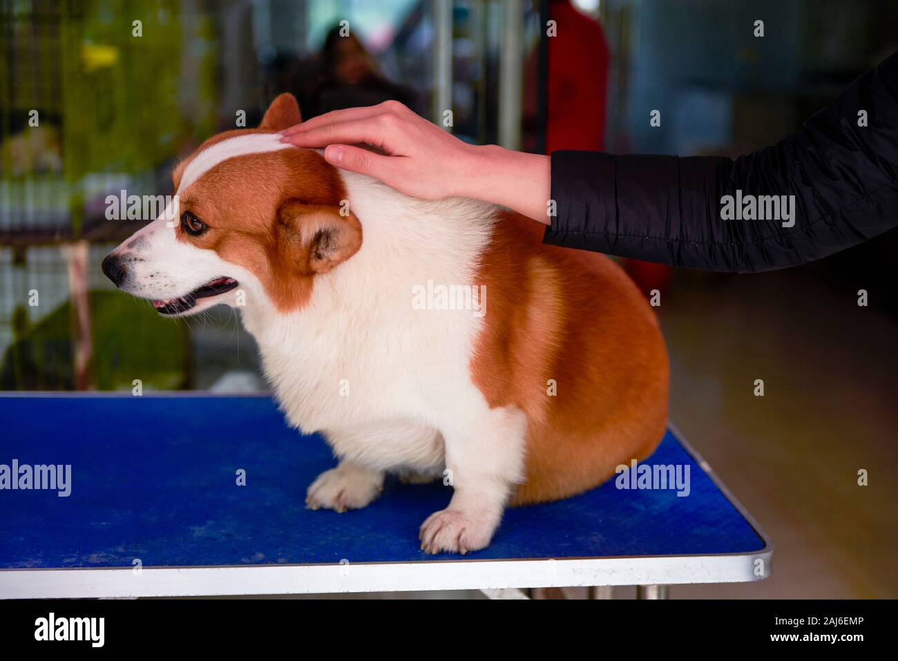 Fat Dog Corgi High Resolution Stock Photography and Images - Alamy