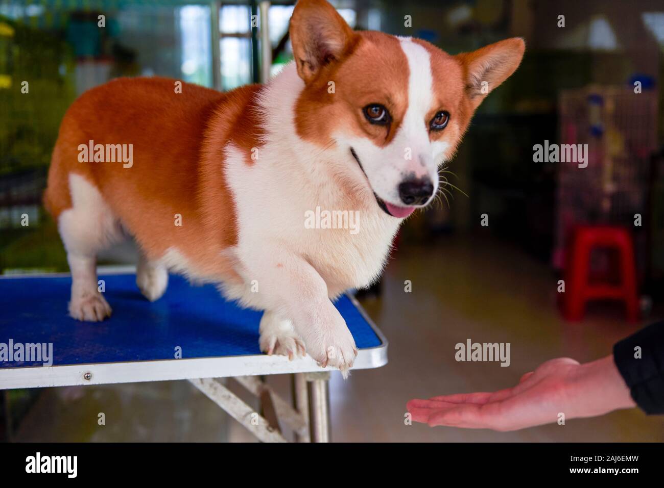 A cute fat corgi dog Stock Photo - Alamy