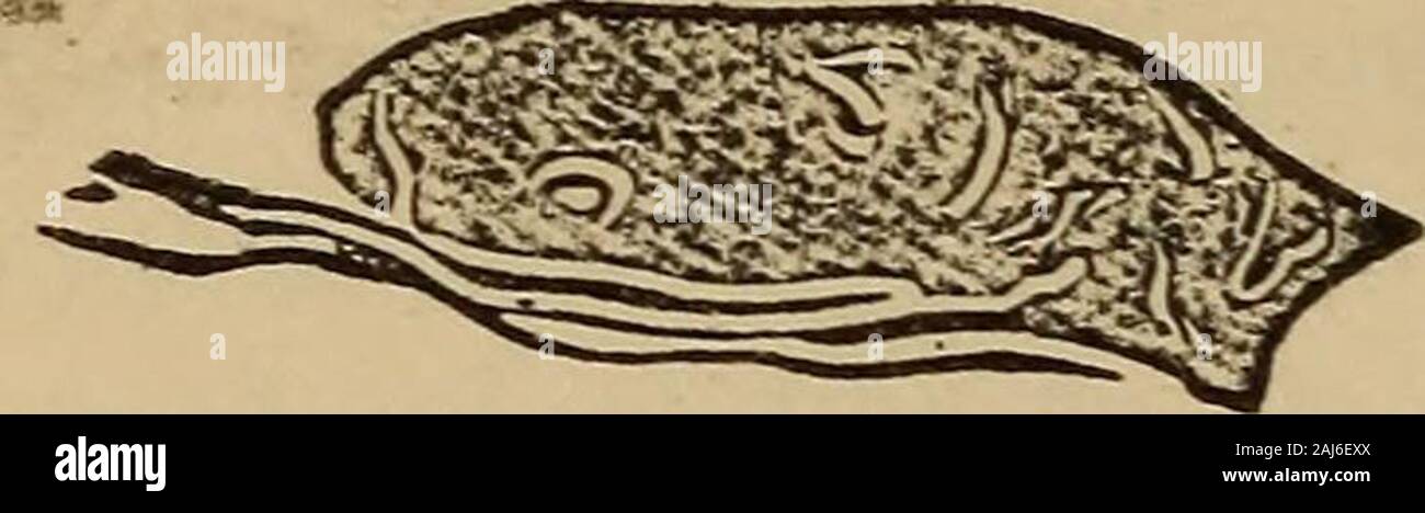 The practical phrenologist and recorder and delineator of the character ...