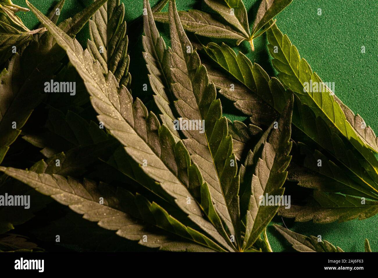 Textured marijuana leaf close-up on a dark background. Background from ...