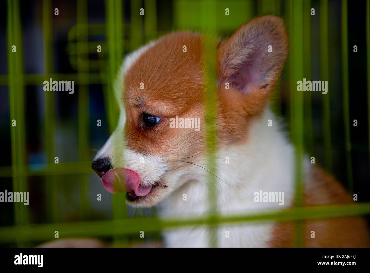 Chihuahua dog cage hi-res stock photography and images - Alamy