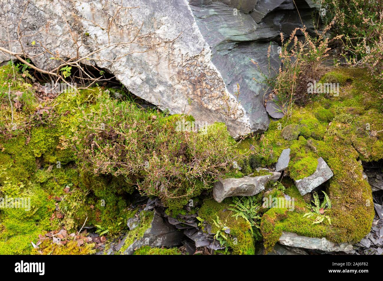 Moss covered slate rock, Snowdonia, North Wales Stock Photo - Alamy