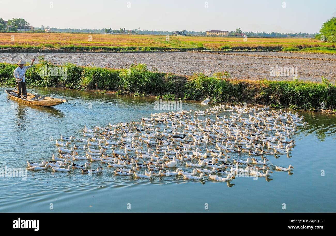 Hue, Vietnam; May 15 2011. Duck herder guiding flock of ducks on stream ...