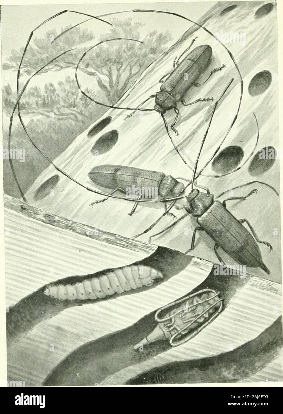 Insect artizans and their work . Plate 14 Borings of a Beetle Grub ...