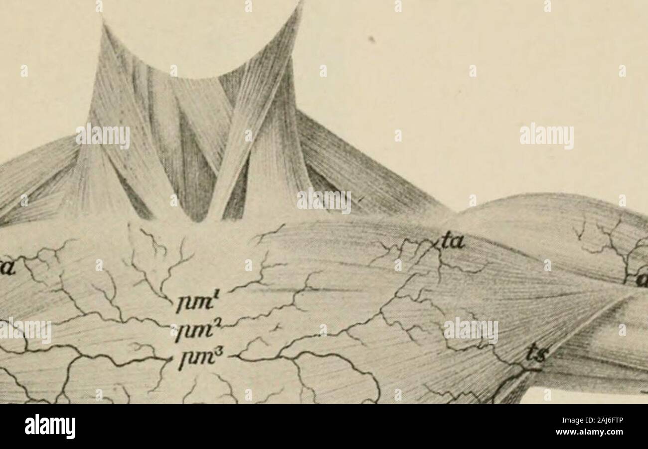 Plastic surgery; its principles and practice . y-dd ?^H/^ M. ? , ess ...