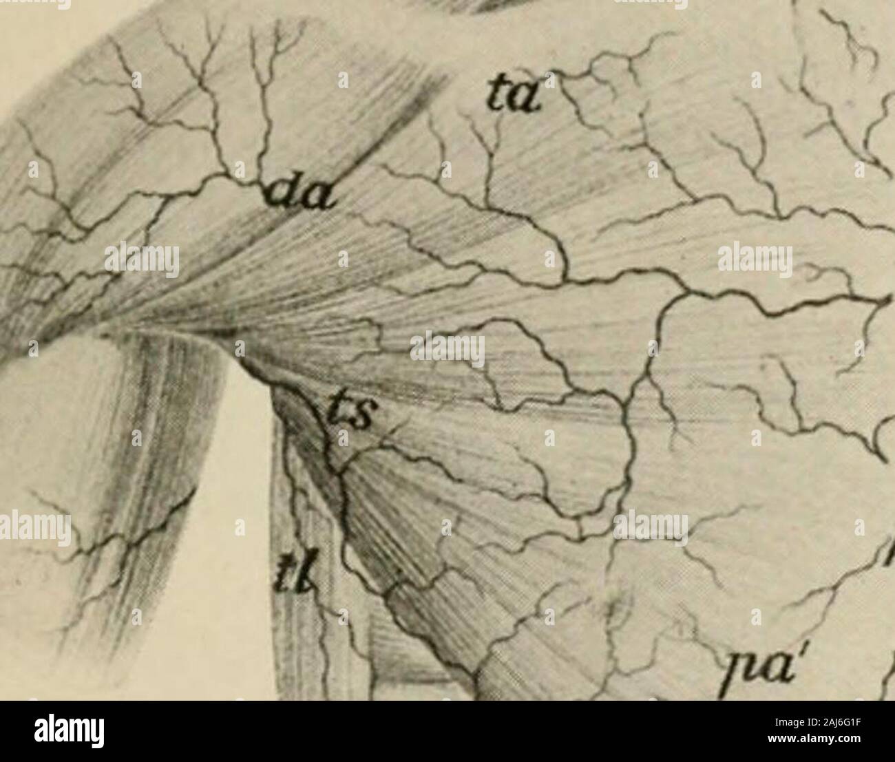 Scar contracture hi-res stock photography and images - Alamy