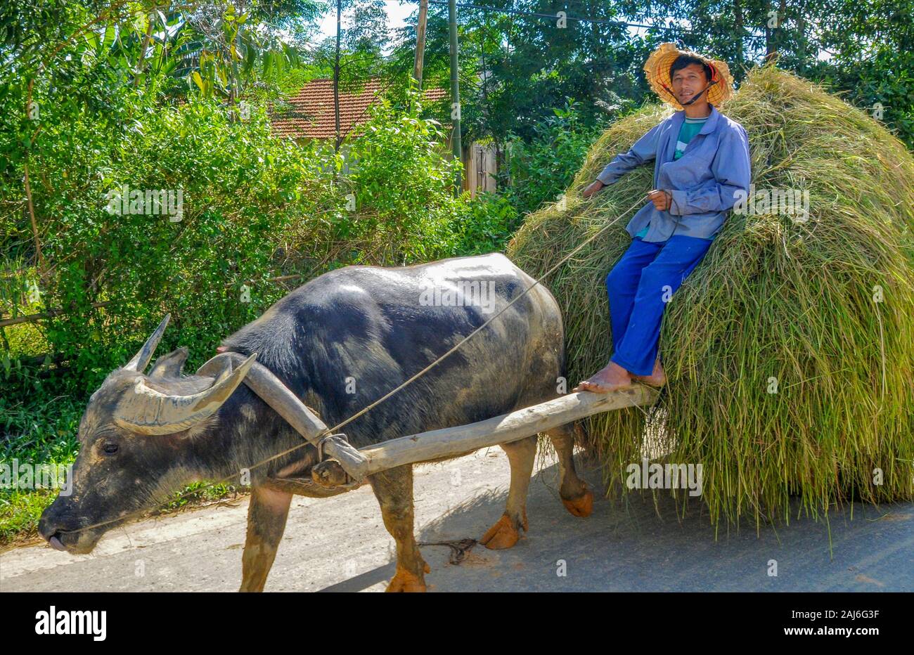 Mekong Delta, Vietnam; November 2 2008. Water buffalo pulling cart ...