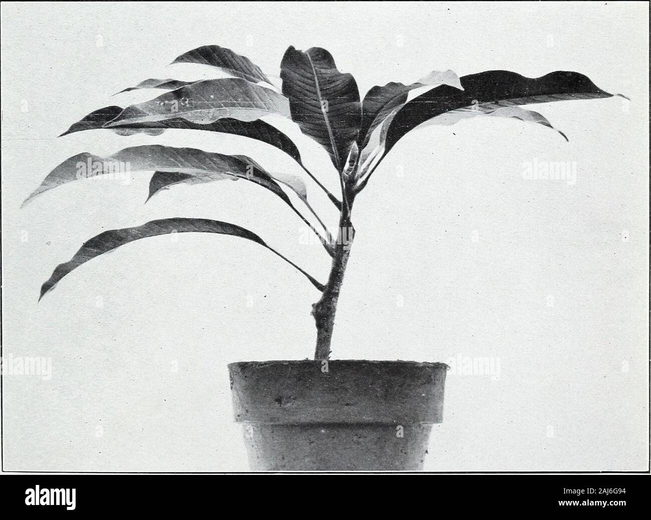 Mango tree in pot hi-res stock photography and images - Alamy