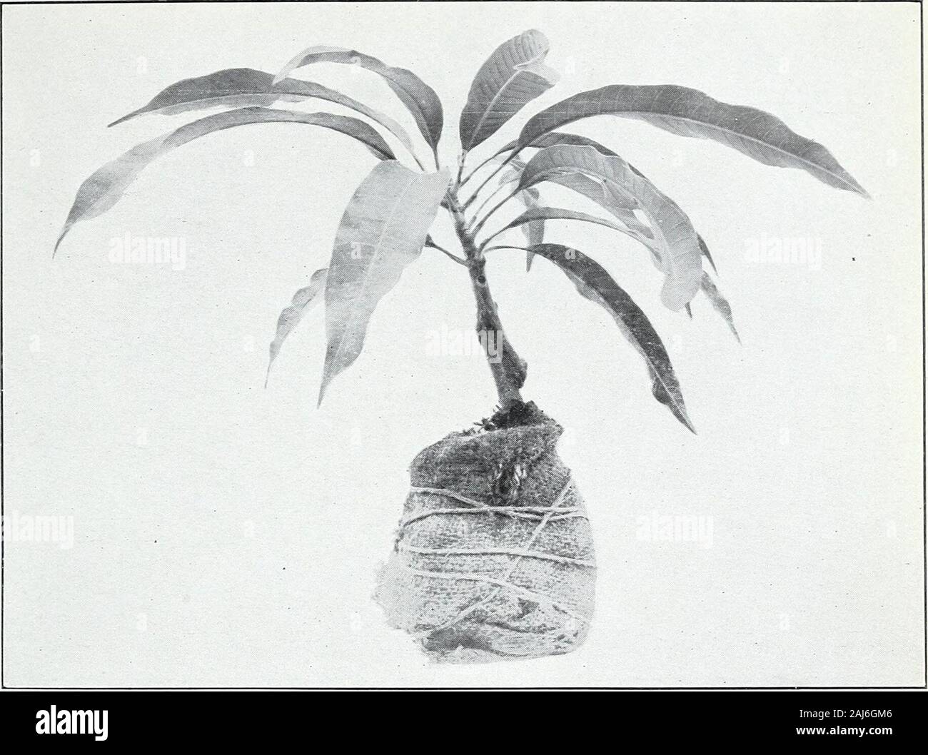The seedling-inarch and nurse-plant methods of propagation . Fig. 2 ...