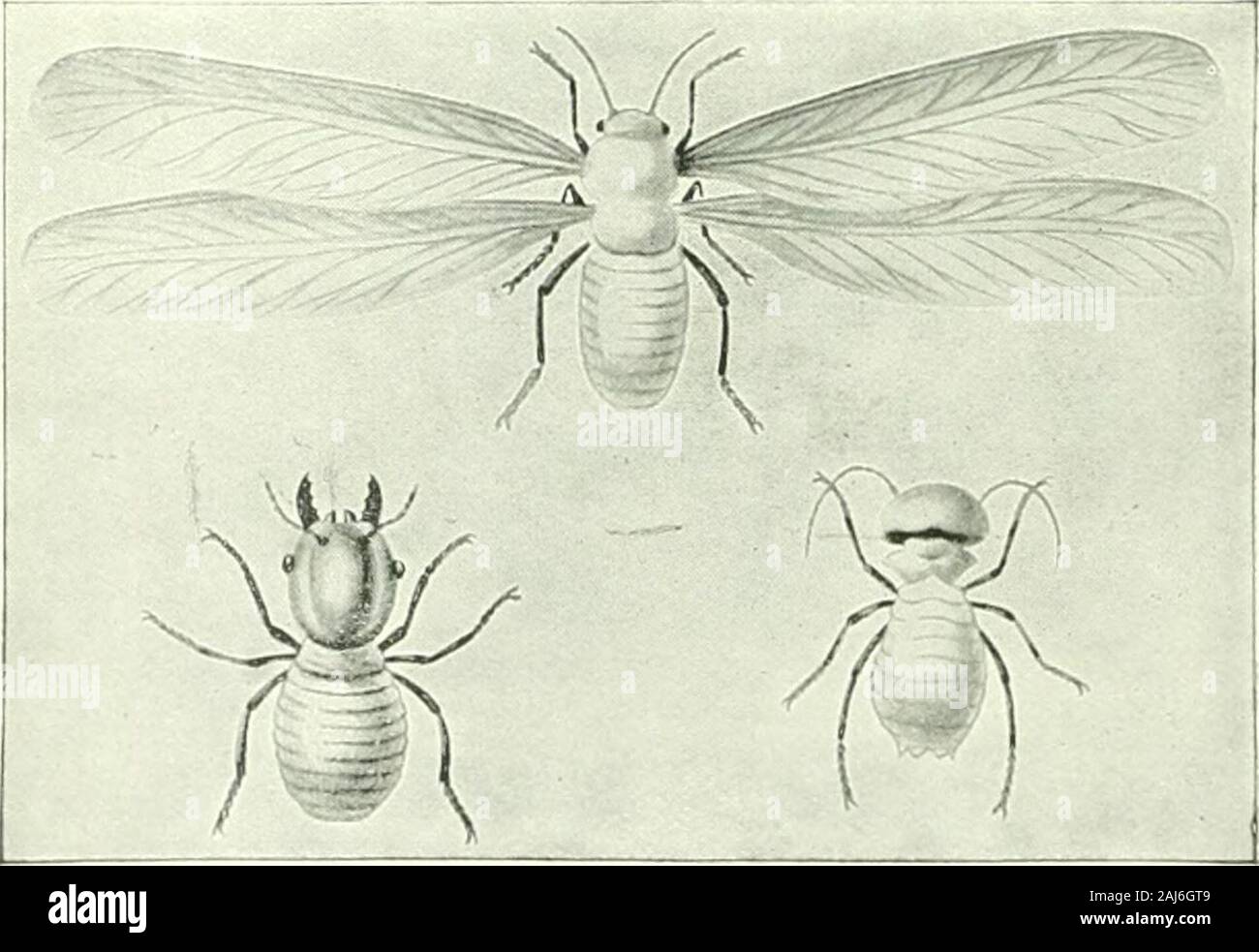 Queen Termite Laying Eggs