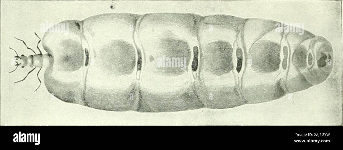 Insect artizans and their work . - generations of builders. The one in ...