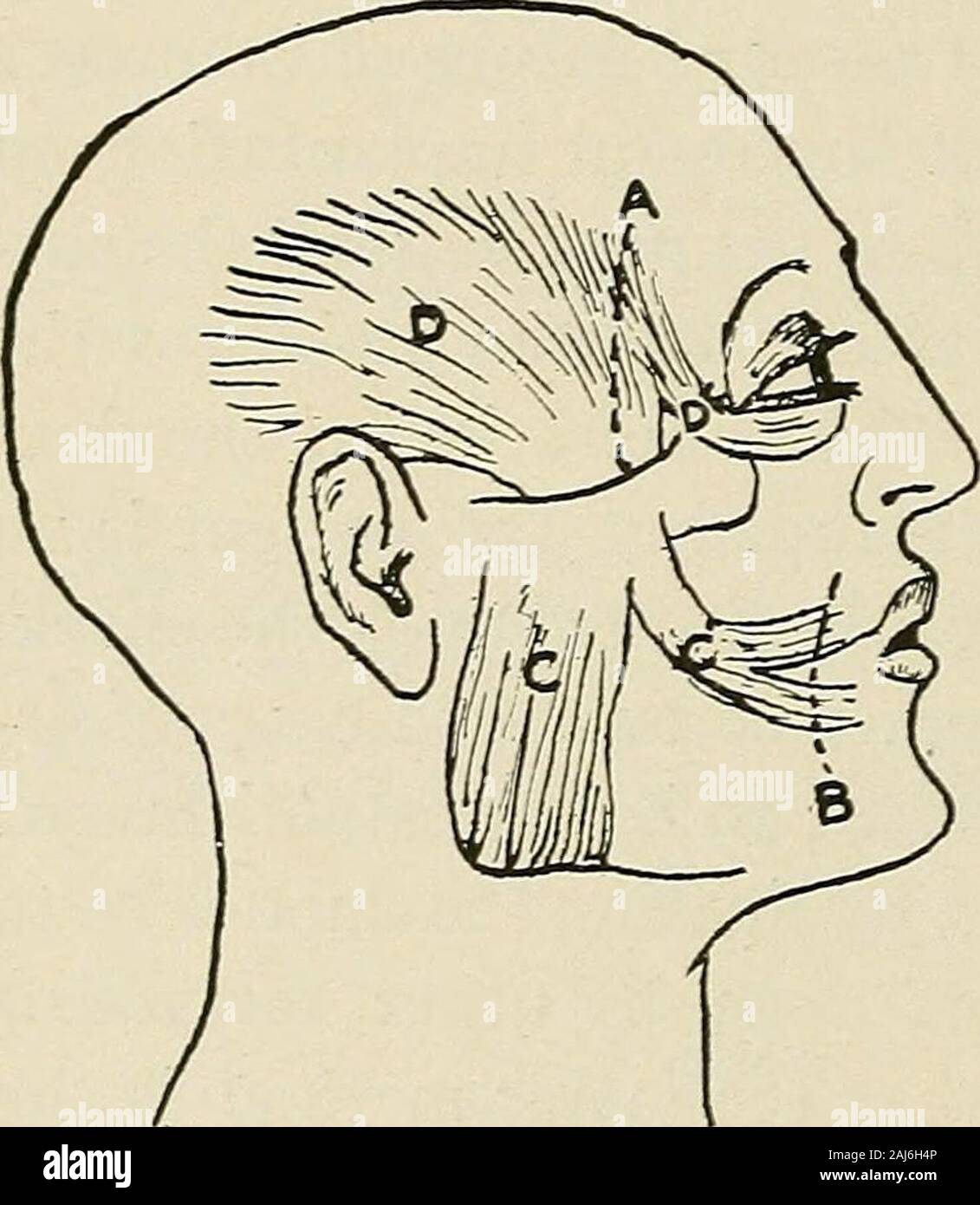 Plastic surgery; its principles and practice . he orbicularis ...