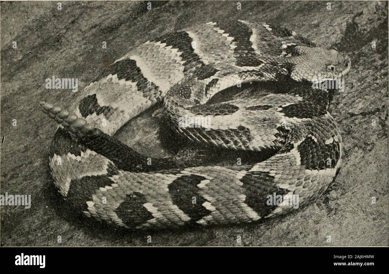 Cane brake rattlesnake hi-res stock photography and images - Alamy