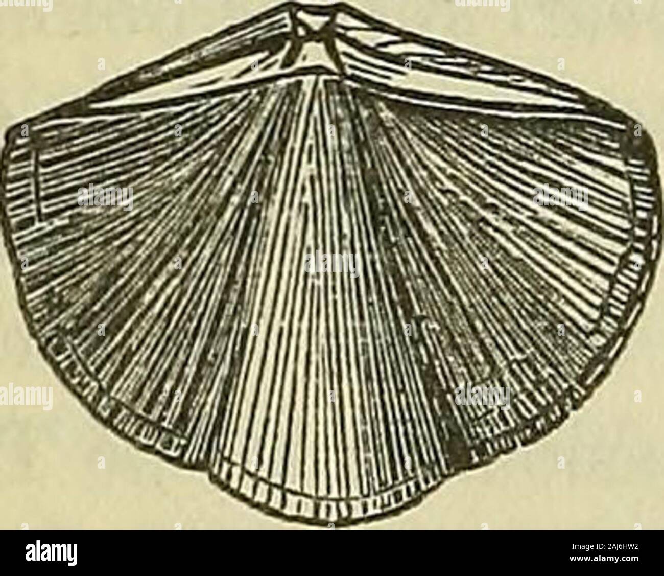 Spirifer hi-res stock photography and images - Alamy