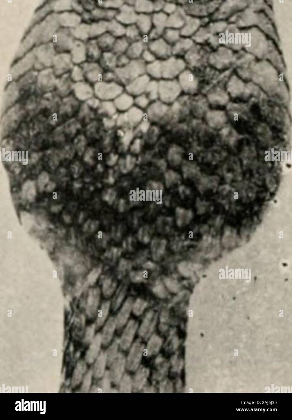 The reptile book; a comprehensive popularised work on the structure and ...