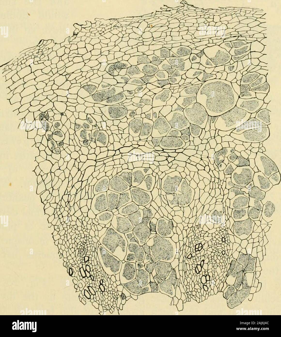 Turnip cross section hi-res stock photography and images - Alamy