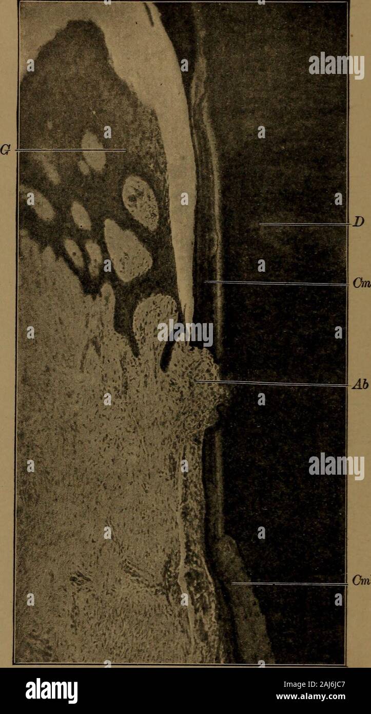 Longitudinal section of bone hi-res stock photography and images - Alamy
