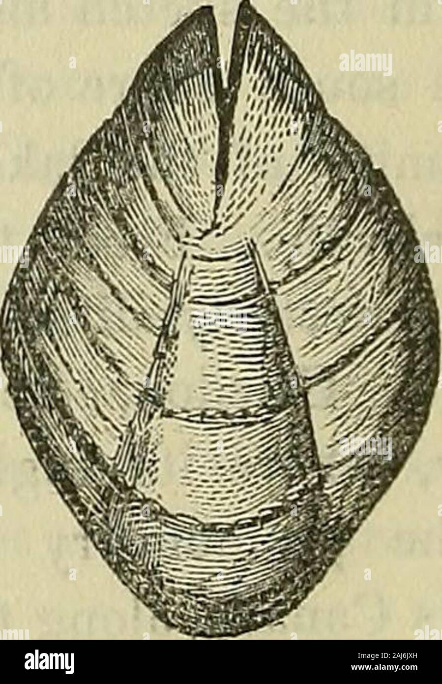 The Canadian journal of industry, science and art . Fig. 23,—Pentamerm ...