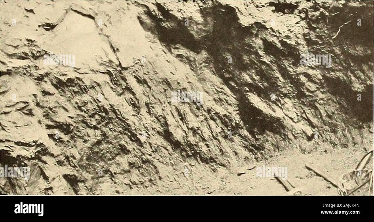 The Philippine journal of science . Fig. 1. Ore pit at Hison ore body ...