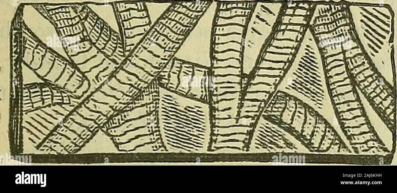 Fucoid beds hi-res stock photography and images - Alamy