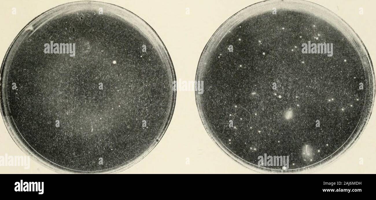 Agars hi-res stock photography and images - Alamy