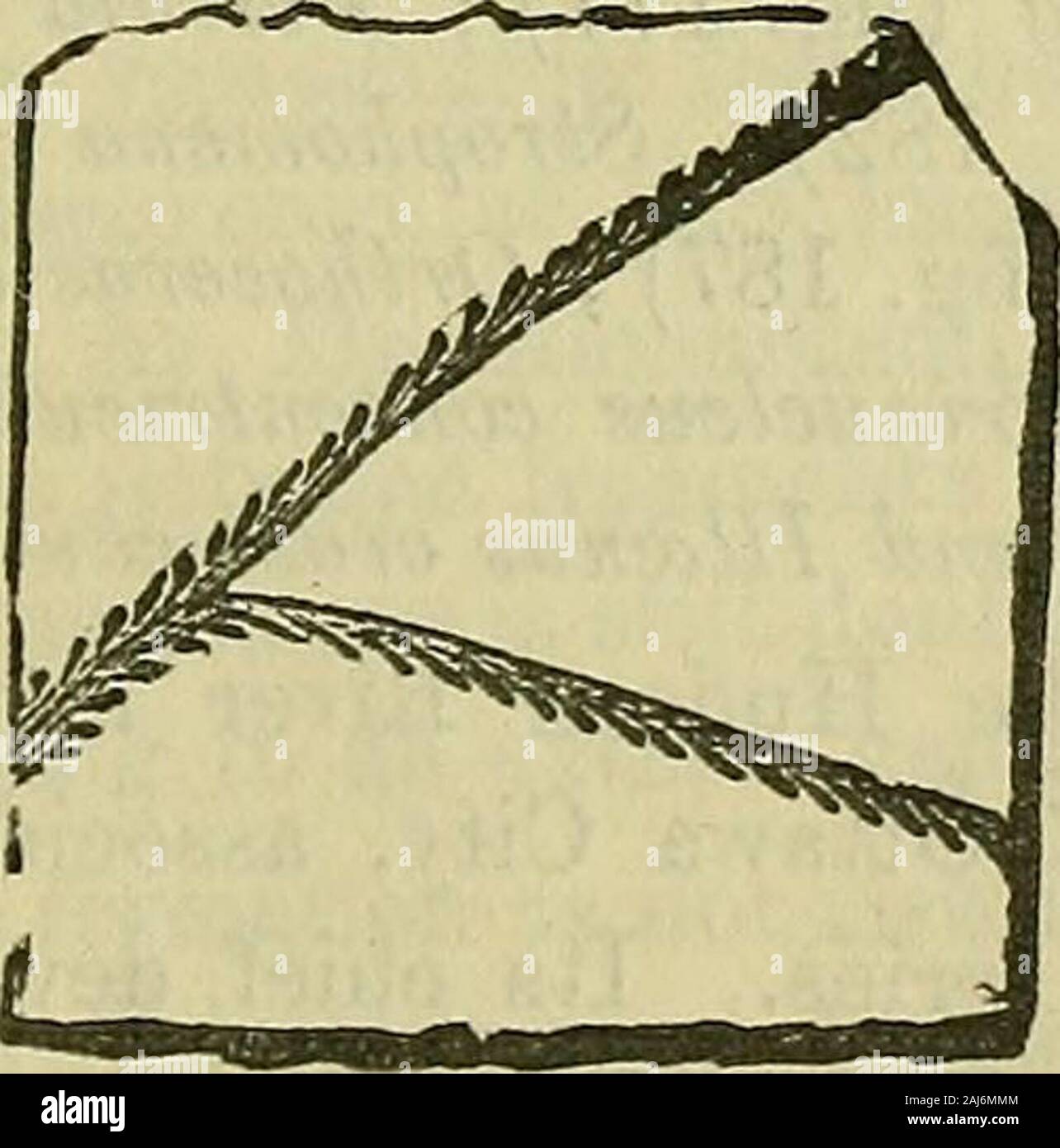 Lithus hi-res stock photography and images - Alamy