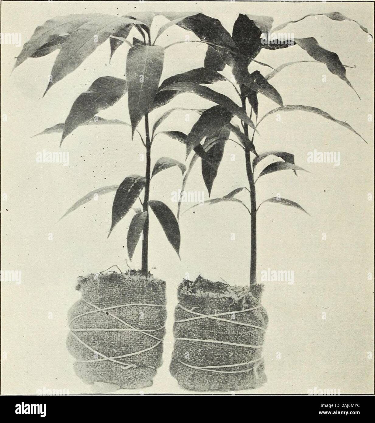 The seedling-inarch and nurse-plant methods of propagation . Fig. 7 ...