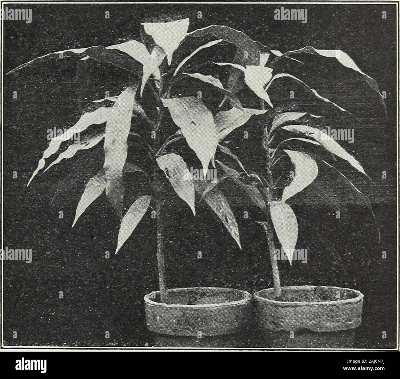The seedling-inarch and nurse-plant methods of propagation . ight every ...