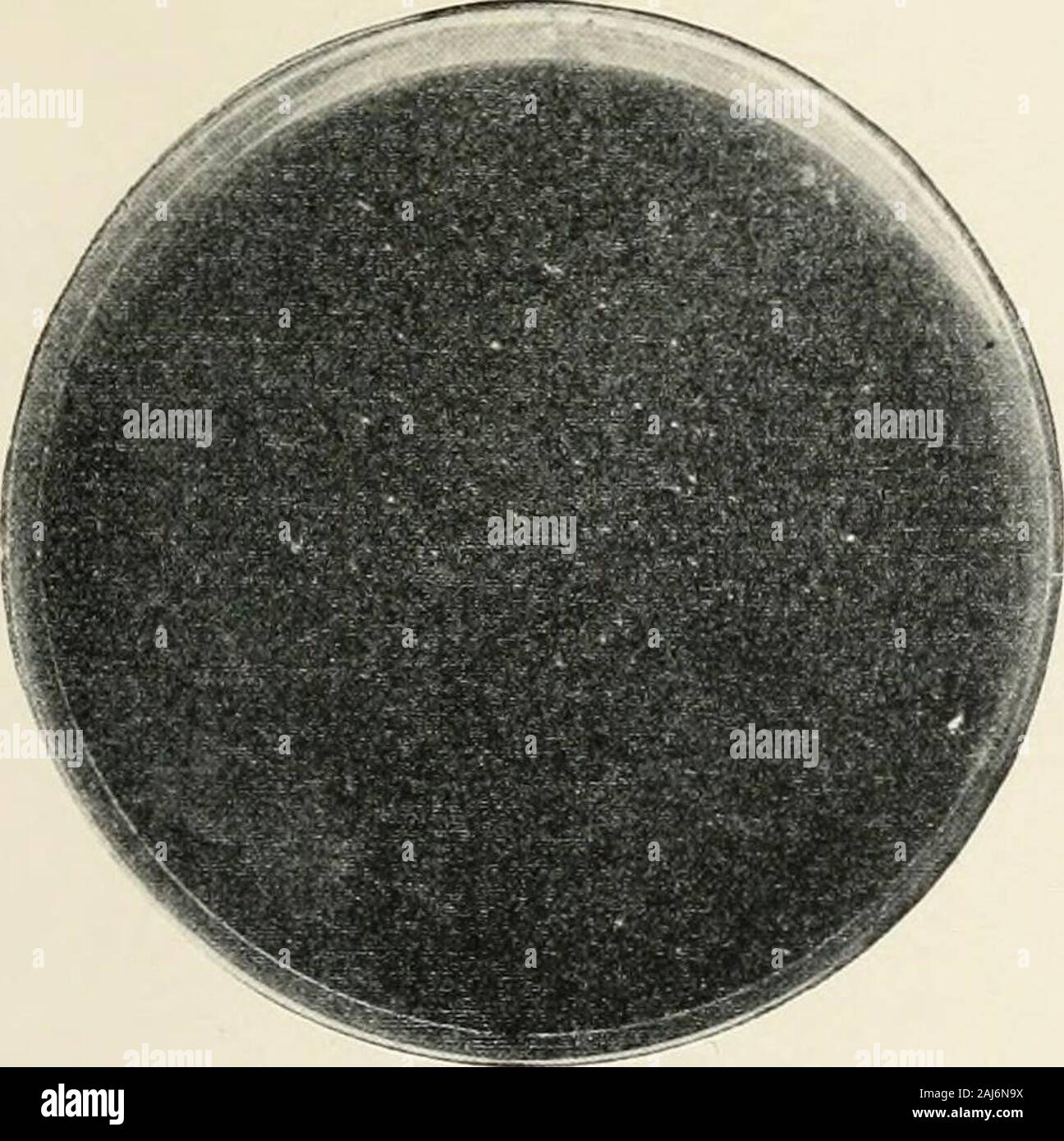 Journal of bacteriology . Milk a. Dilution of 1/100 on plain and ...