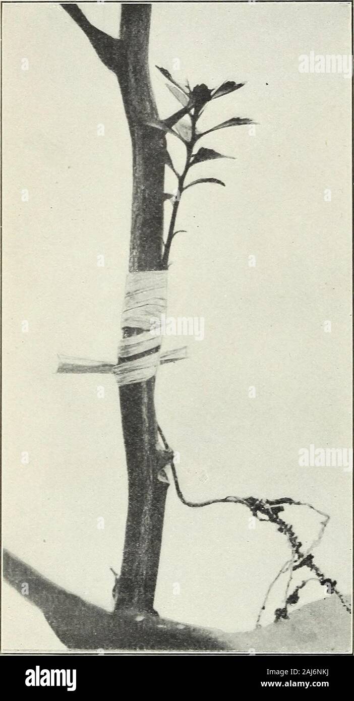 Inarching hi-res stock photography and images - Alamy