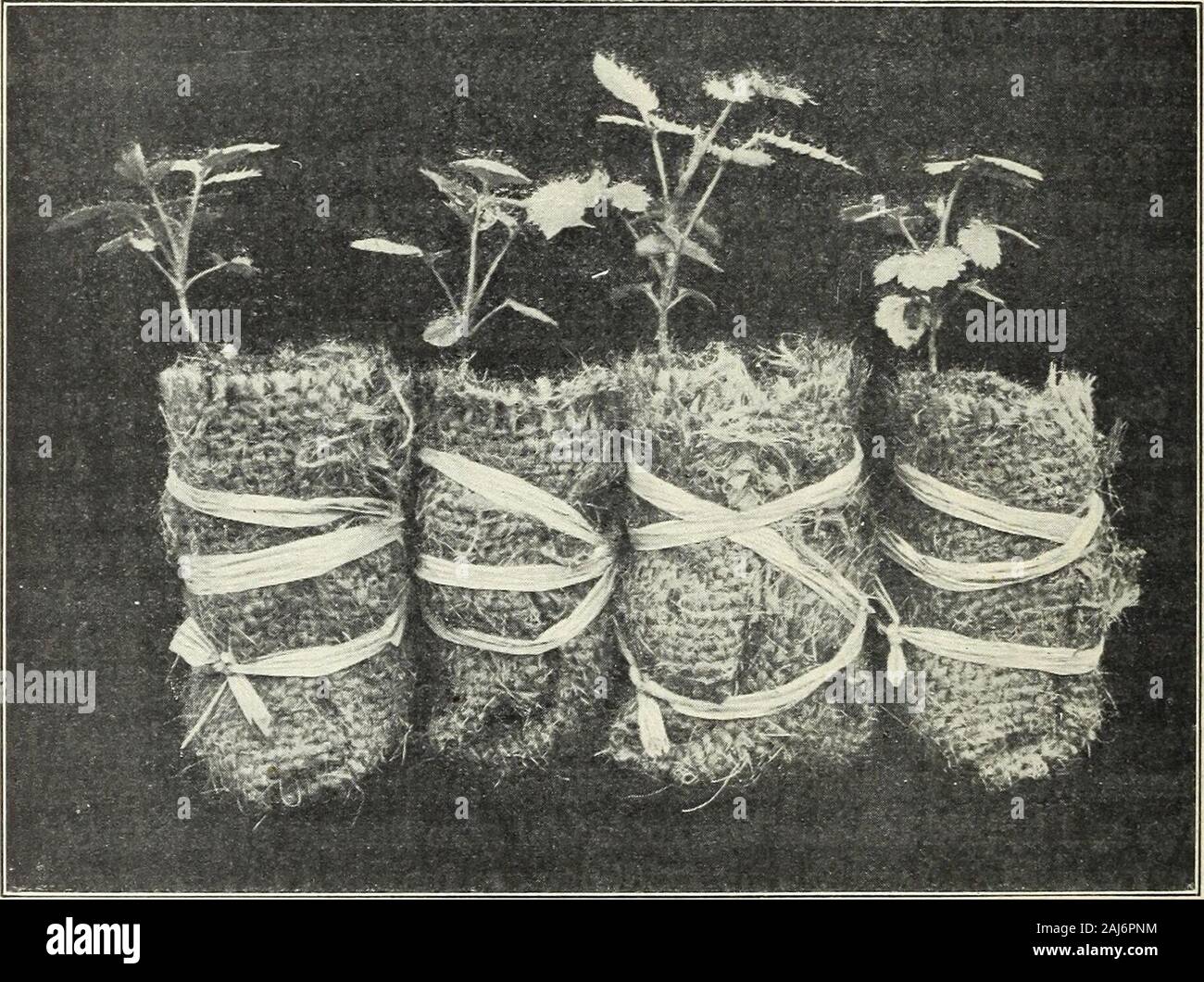 Booksubjectplantpropagation hi-res stock photography and images - Alamy