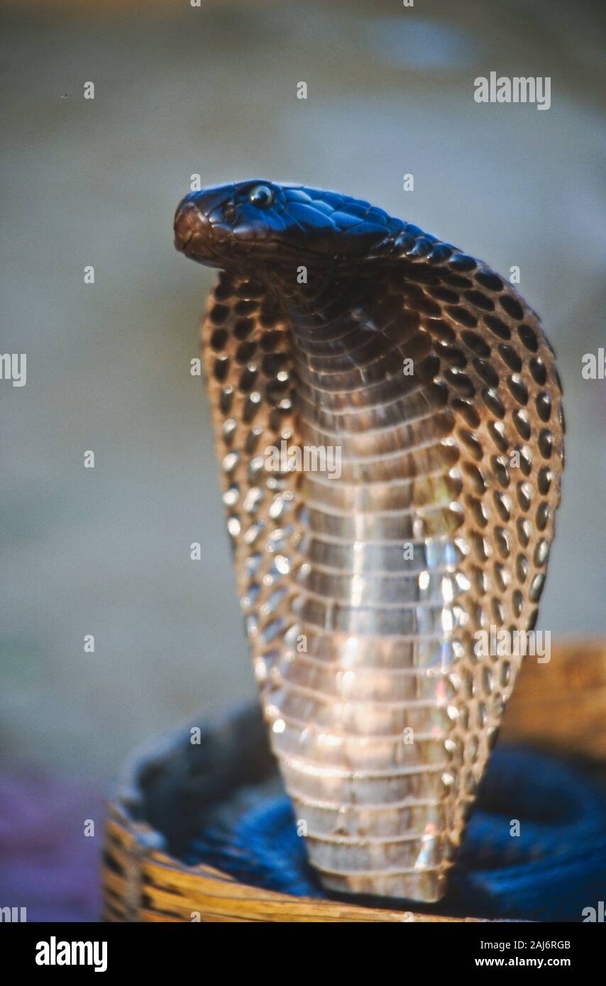 Visitors snake hi-res stock photography and images - Alamy