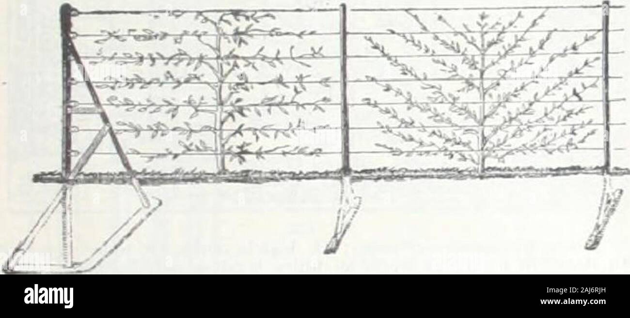 Espalier system hi-res stock photography and images - Alamy