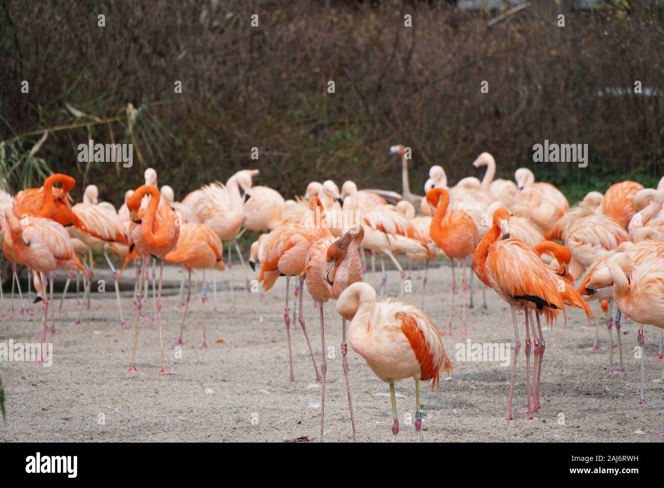 Real flamingos hi-res stock photography and images - Alamy