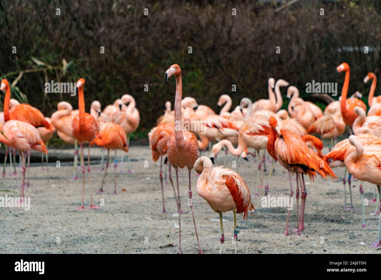 Real flamingos hi-res stock photography and images - Alamy
